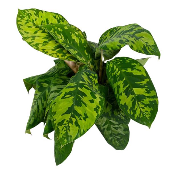national PLANT NETWORK 4 in. Chlorophytum Variegated Irish Spider Plant ...