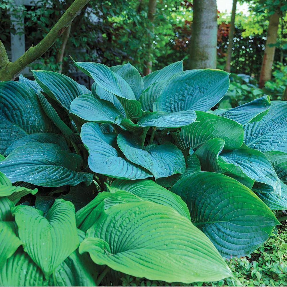 Spring Hill Nurseries Empress Wu Giant Hosta Dormant Bare Root ...