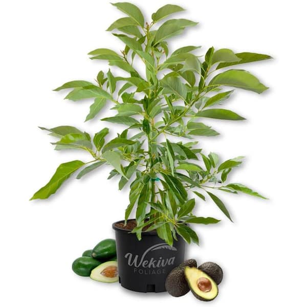 Wekiva Foliage 3 Gallon Diamond Head Fruit-Bearing Avocado Tree (Persea ...