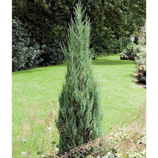 Gardens Alive! 1 Gal. Pot Skyrocket Upright Juniper Shrub, Potted ...