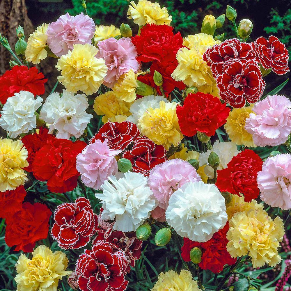 Spring Hill Nurseries 4 in. Pot, Border Carnation (Dianthus) Deciduous ...