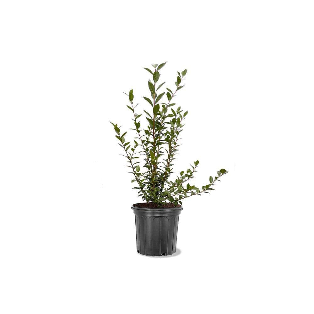 5 gal. Ochlockonee Rabbiteye Blueberry Plant BLUOCH05G - The Home Depot