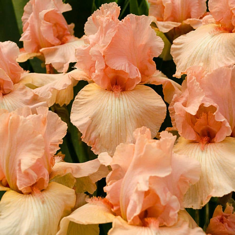Breck's Beverly Sills Reblooming Bearded Iris Dormant Bare Root ...