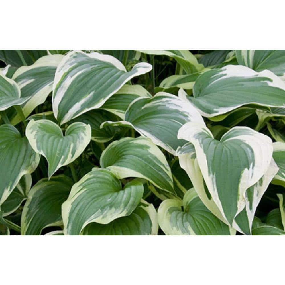 BELL NURSERY 2.5 Qt. Variegated Hosta Live Perennial Plant ...