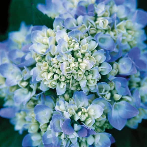 Endless Summer Blue Hydrangea