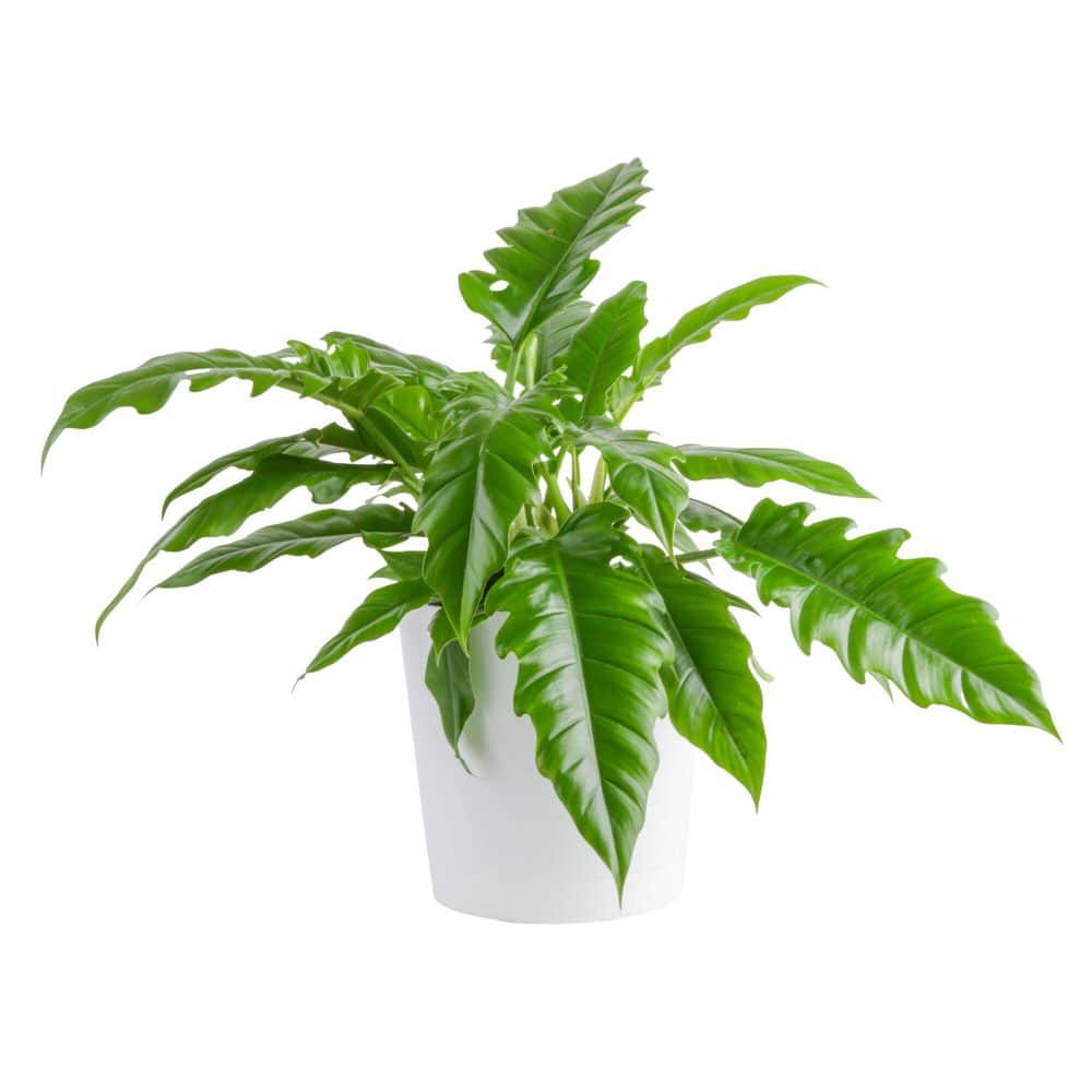 Costa Farms Grower's Choice Philodendron Plant in 10 in. Decor Pot, Avg ...