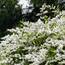 national PLANT NETWORK 2.25 Gal. Spirea Reeves Flowering Shrub with ...
