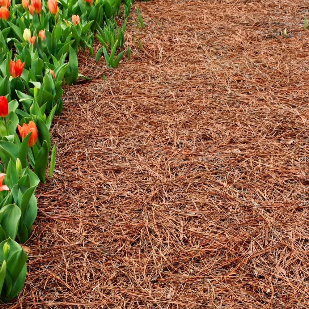 national PLANT NETWORK Long Leaf Pine Straw Bale HD1379 - The Home Depot