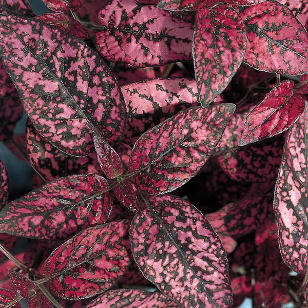 Vigoro 3 Pint Hypoestes Polka Dot Plant Splash Select Red Annual Plant ...