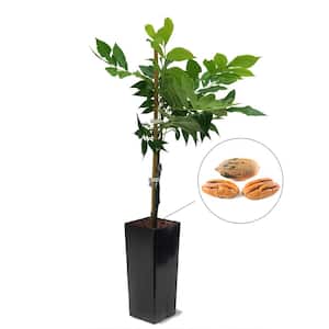 Pawnee Pecan Tree PECPAWBP - The Home Depot