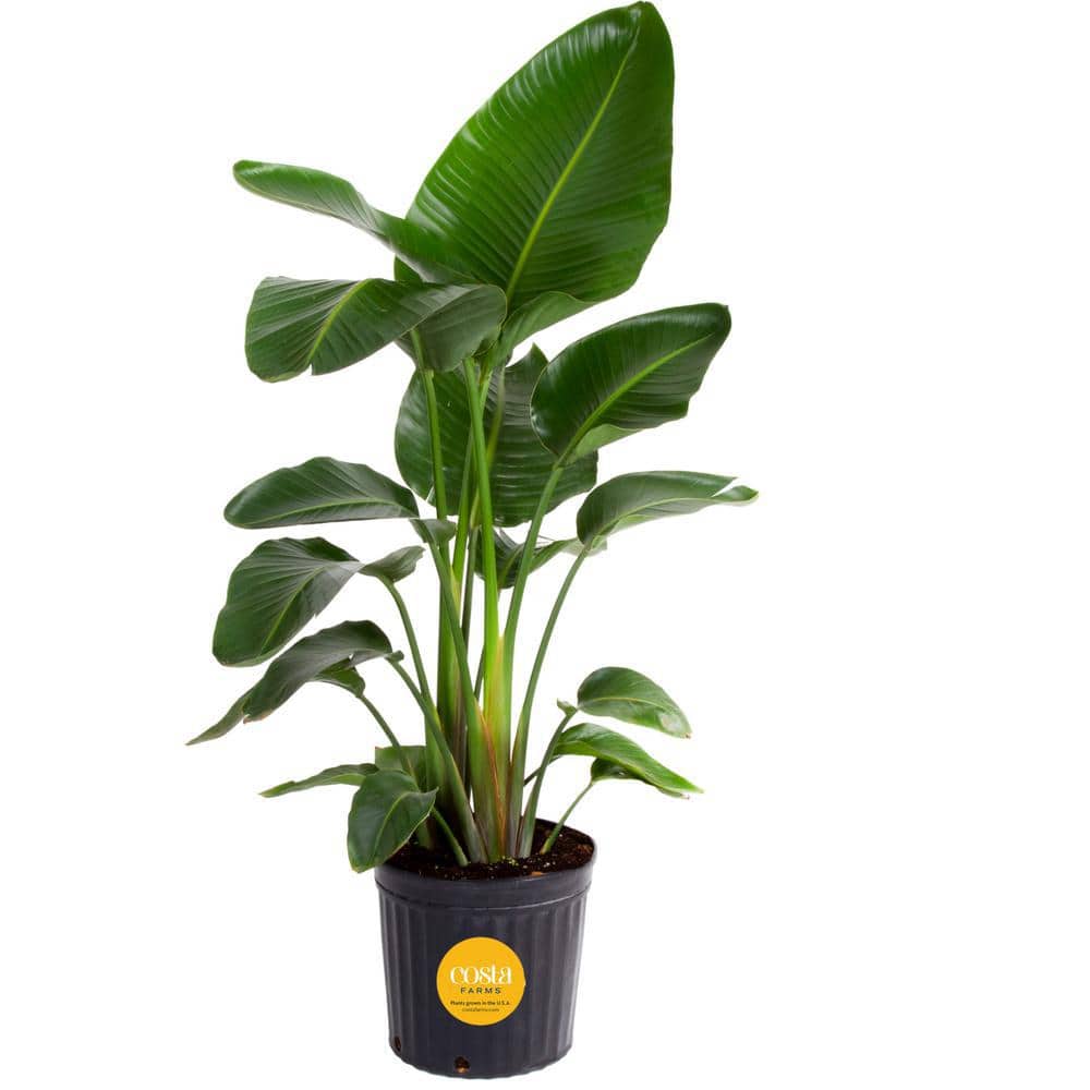 Costa Farms White Bird of Paradise Indoor Plant in 10 in. Grower Pot ...
