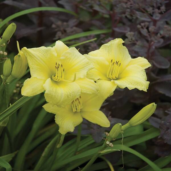METROLINA GREENHOUSES 2.5 Qt. Big Time Happy Yellow Daylily Plant 4463 ...