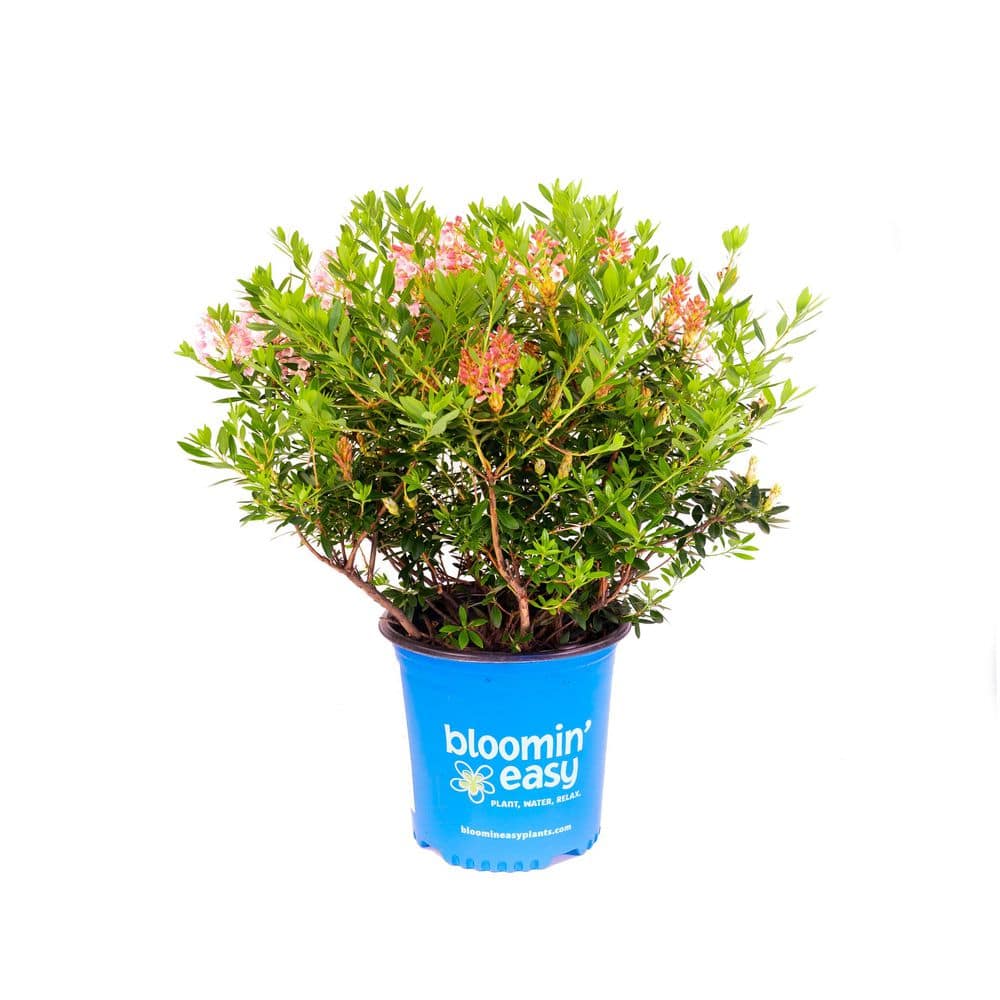 Bloomin' Easy 2 gal. Bloombux Magenta Rhododendron Live Shrub, Magenta ...