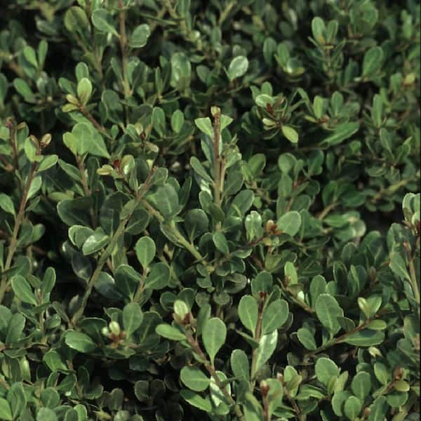 FLOWERWOOD 2.5 Gal - Compacta Japanese Holly(Ilex), Live Evergreen ...