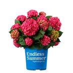 BLOOMIN' EASY 2 Gal. Starfield Bigleaf Hydrangea (Macrophylla) Live ...