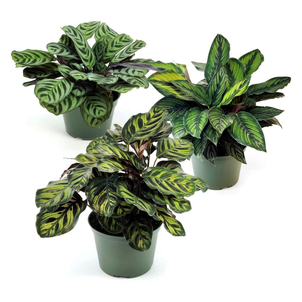 national PLANT NETWORK 6 in. SpaceScape Tropical Prayer Plant ...