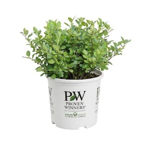 FLOWERWOOD 2.5 Gal. Steeds Holly - Pyramid Trained Shrub with Fine ...
