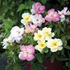 BLOOMIN' EASY Jumbo Pint Peach Lemonade Rose Live Shrub, Lemon Yellow ...