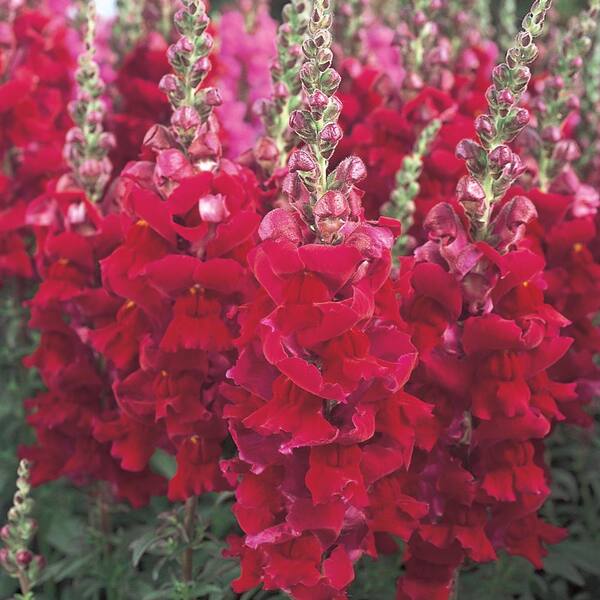 Snapdragon Color Red