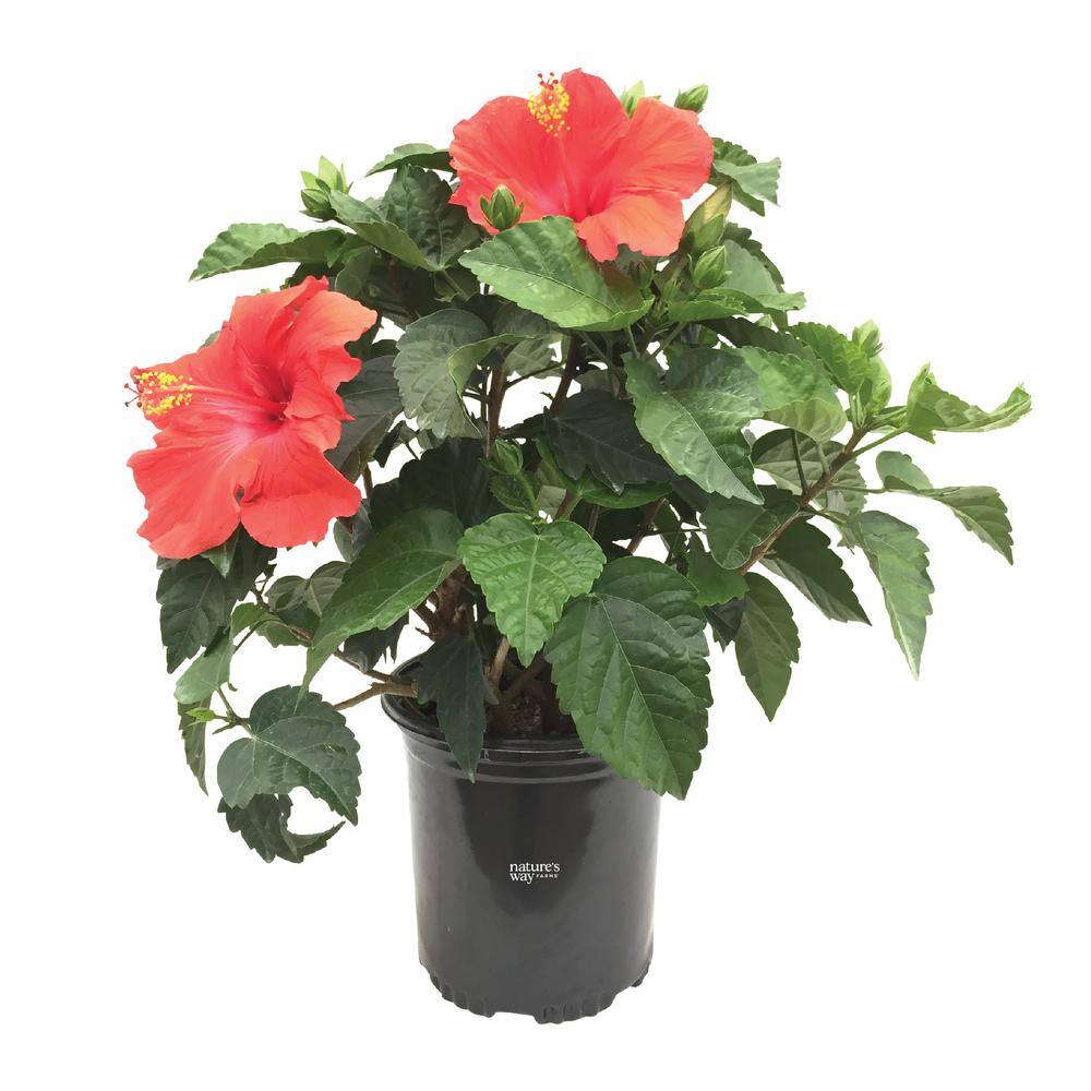 NATURE'S WAY FARMS Hibiscus Premium (Assorted Color) Live Outdoor Plant ...