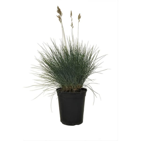 Vigoro 1 Gal. Vigoro Fescue Perennial Plant (1-Pack) 1000034811 - The ...