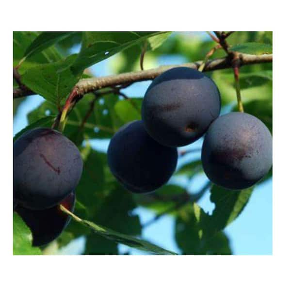 5 Gal. Black Ruby Plum Tree PLUBLR05G - The Home Depot