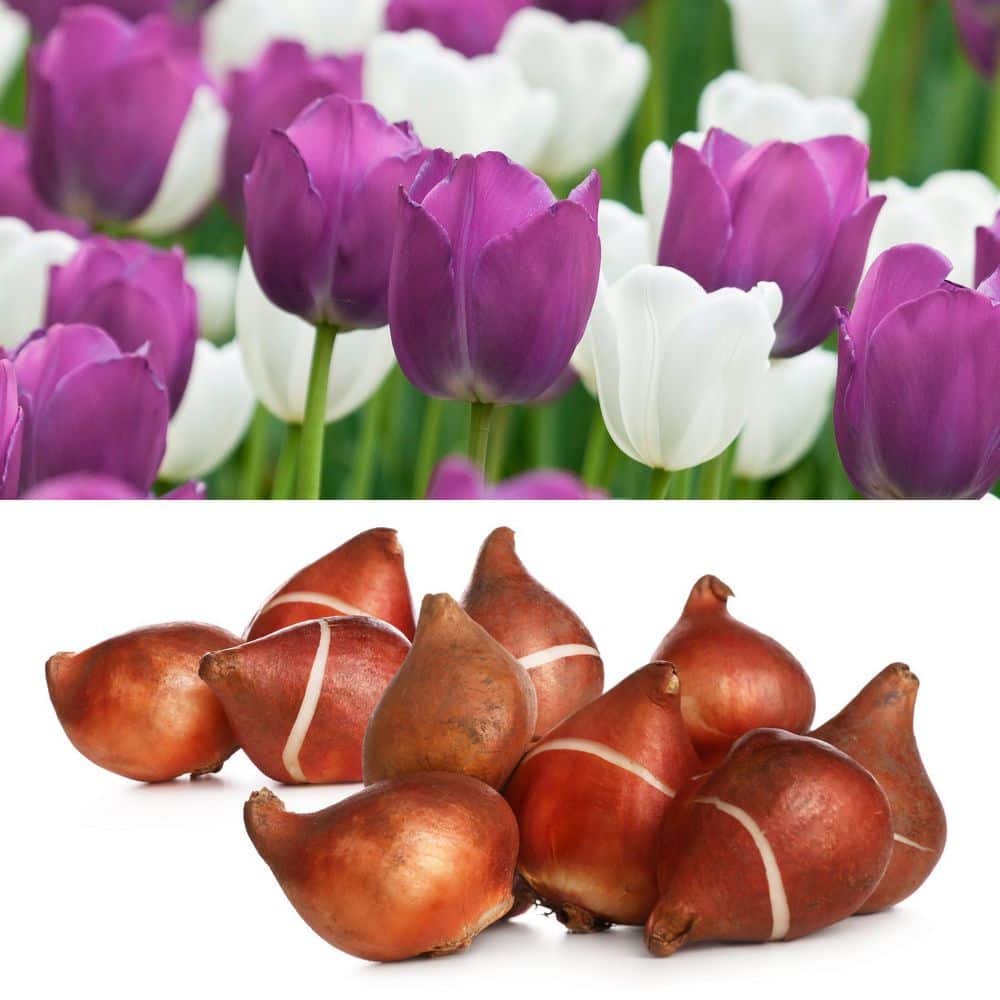 national PLANT NETWORK Tulip Color Blend Mixed Bulbs (10-Pack) HD3154 ...