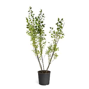 Brighter Blooms 4 ft. to 5 ft. Tall 5 Gal. Italian Cypress Evergreen ...
