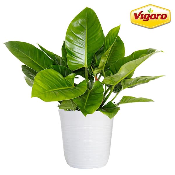 Vigoro 12 in. Vigoro Philodendron Green Congo Plant in White Decor Pot ...