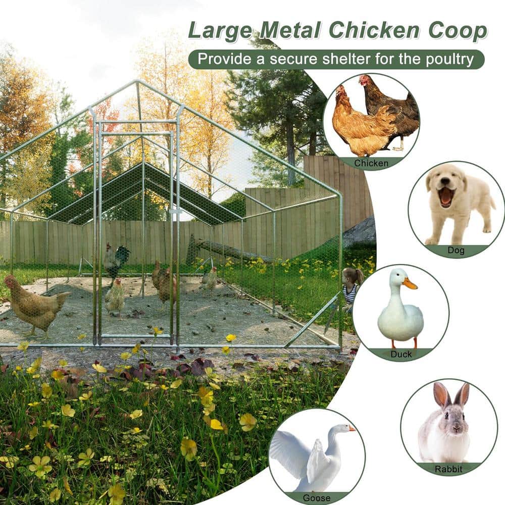 Runesay 10 ft. L x 25.5 ft. W x 6.56 ft. H Metal Chicken Coop Walk-In ...