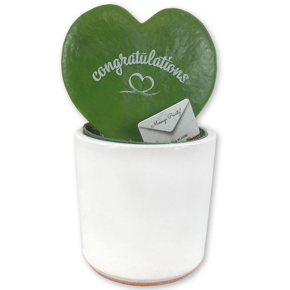 Wekiva Foliage Hoya Kerrii Heart - "Congratulations" Message - Live in ...