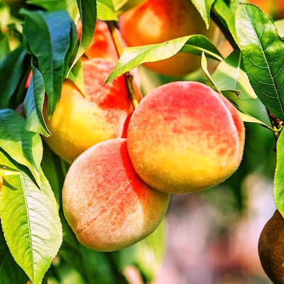 Peach Tree - Trees - Outdoor Plants - The Home Depot