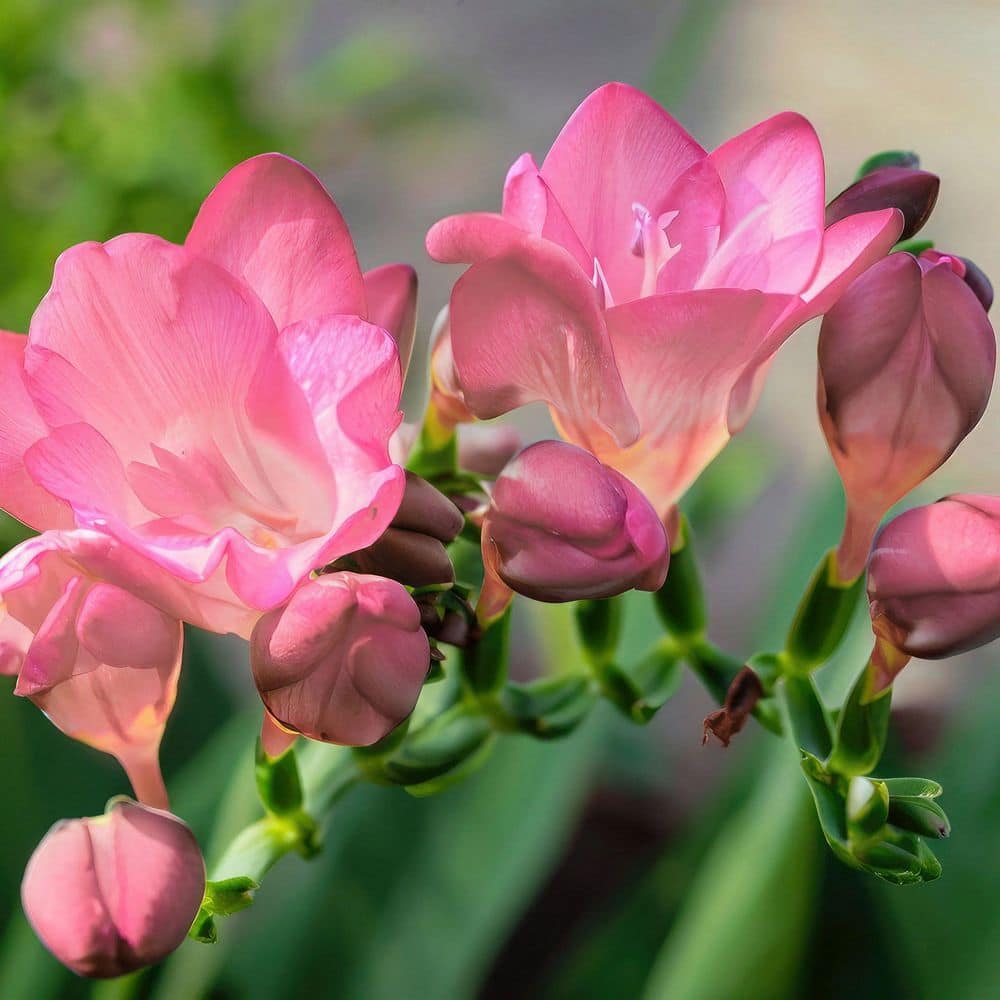 national PLANT NETWORK Freesia Pink Shades Bulbs (10-Pack) HD2551 - The ...