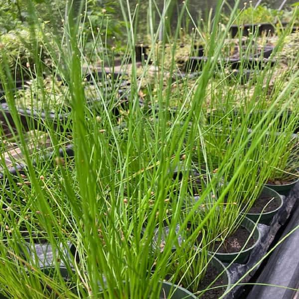 Givhandys 4 in. Potted Spike Rush Bog/Marginal Aquatic Pond Plant Spike ...