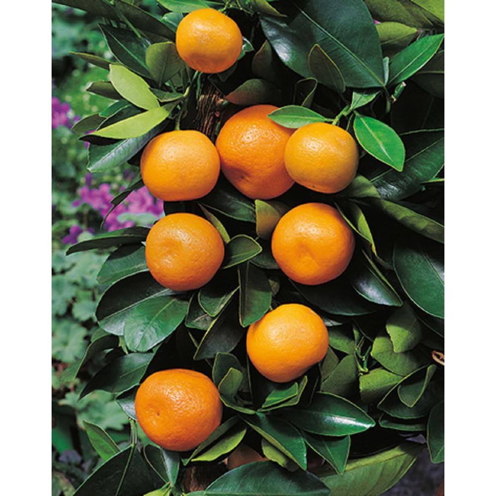 BELL NURSERY 1 Gal. Calamondin Orange Live Tropical Tree with White ...