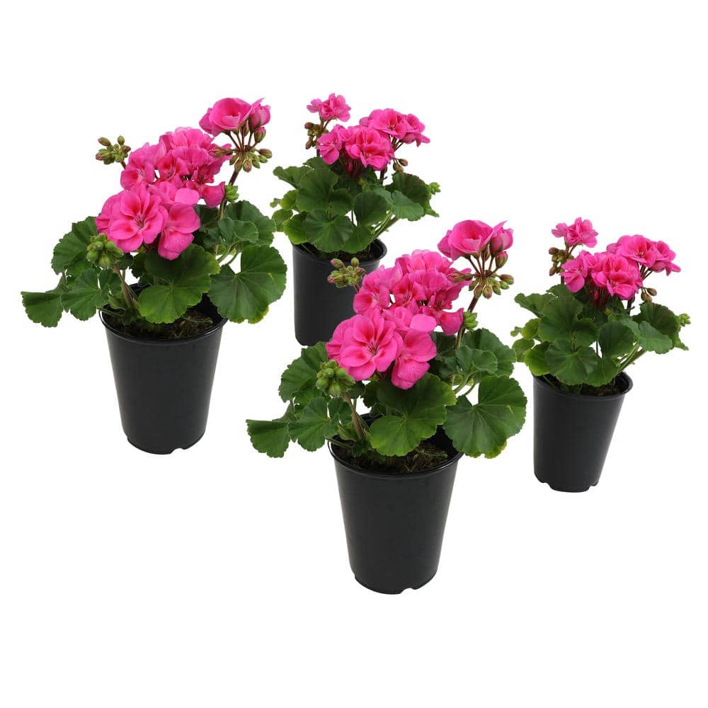 ALTMAN PLANTS Pink Geranium Outdoor Garden Annual Plants in 1 qt ...