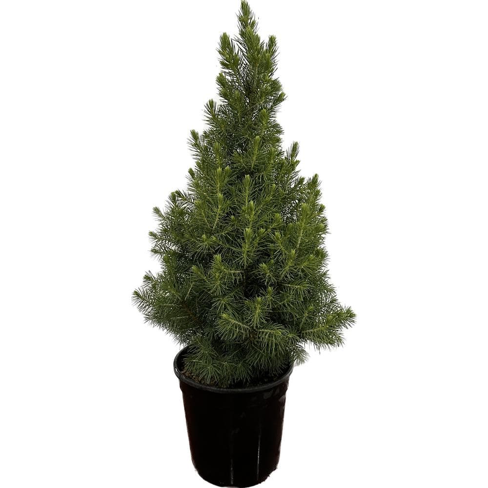 2.5 qt. Dwarf Alberta Spruce Live Evergreen Tree 585001 - The Home Depot