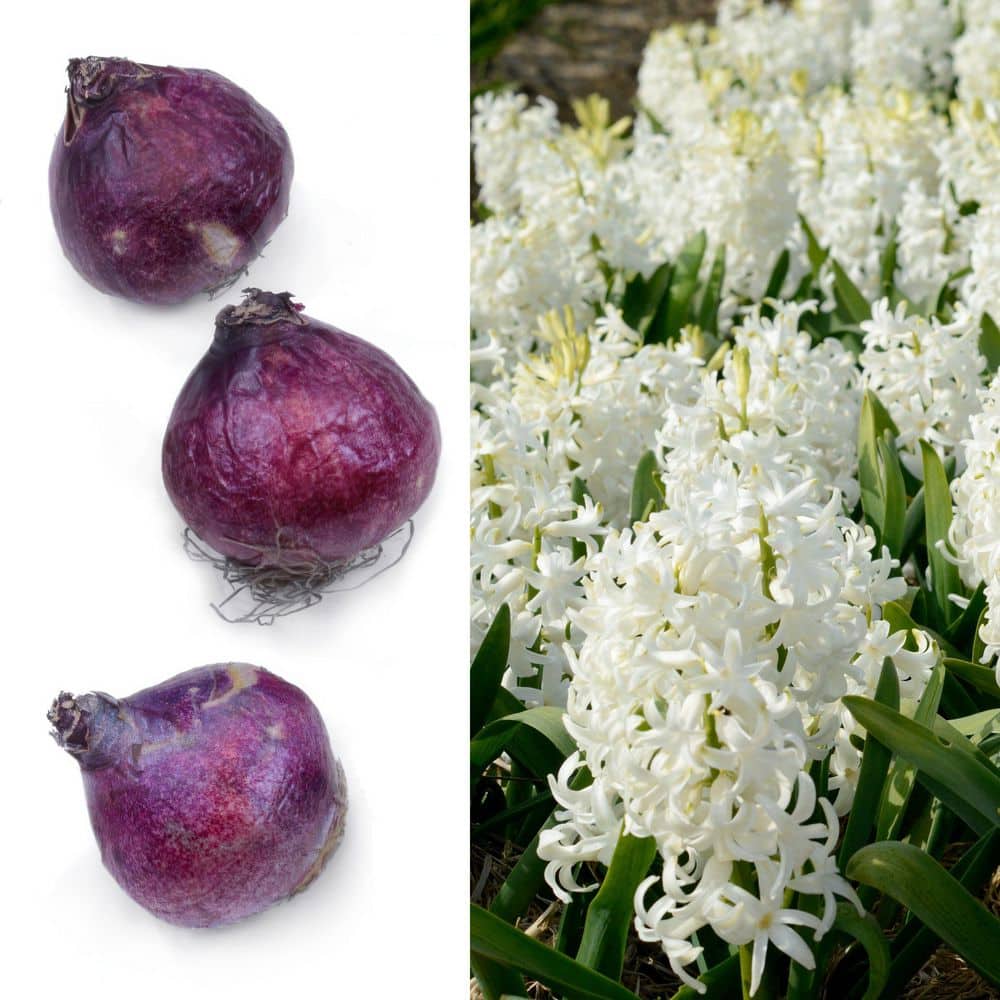 national PLANT NETWORK Hyacinth Aiolos Bulbs (20-Pack) HD3145B - The ...