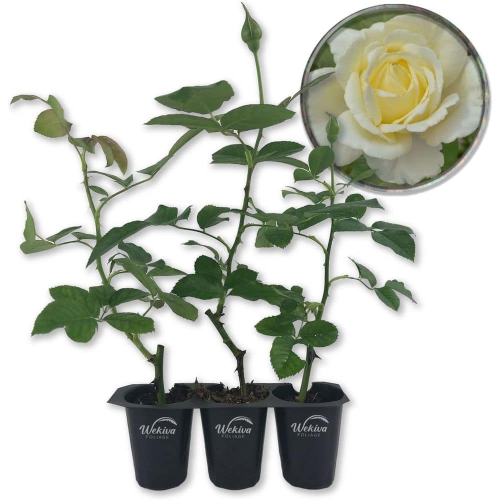 Wekiva Foliage Elina Rose Bush 3-Live Starter Plants in 2 in. Pots ...