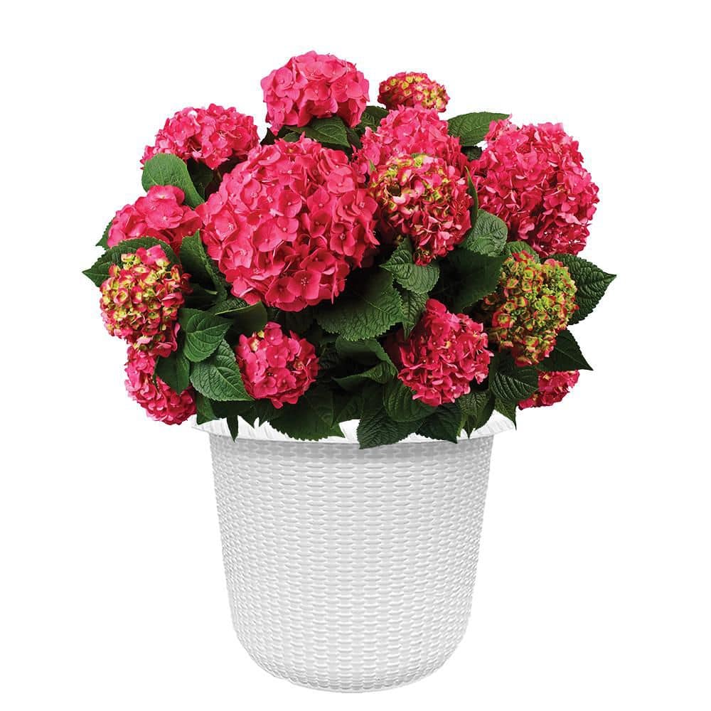 Endless Summer 2 Gal. Summer Crush Bigleaf Hydrangea Flowering Shrub ...