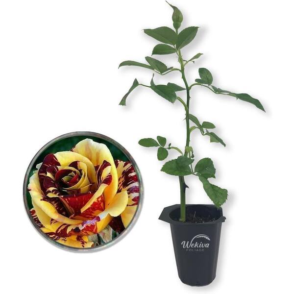 Wekiva Foliage Simsalabim Rose Bush-3 Live Starter Plants in 2 Inch ...