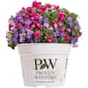 PROVEN WINNERS 6.5 in. Loads of Fun Combination Live Annual Plant ...