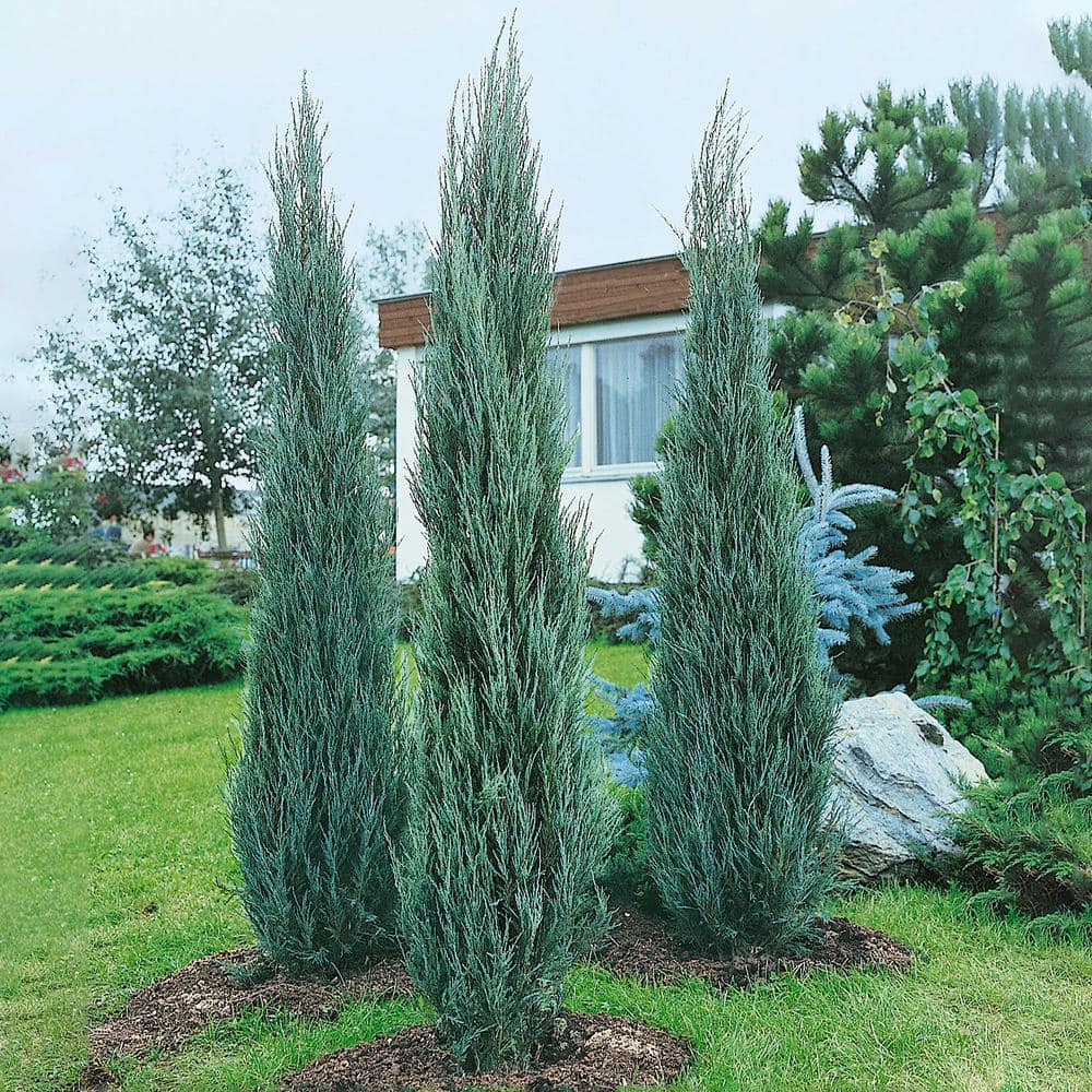 Gardens Alive! 1 Gal. Pot Skyrocket Upright Juniper Shrub, Potted ...