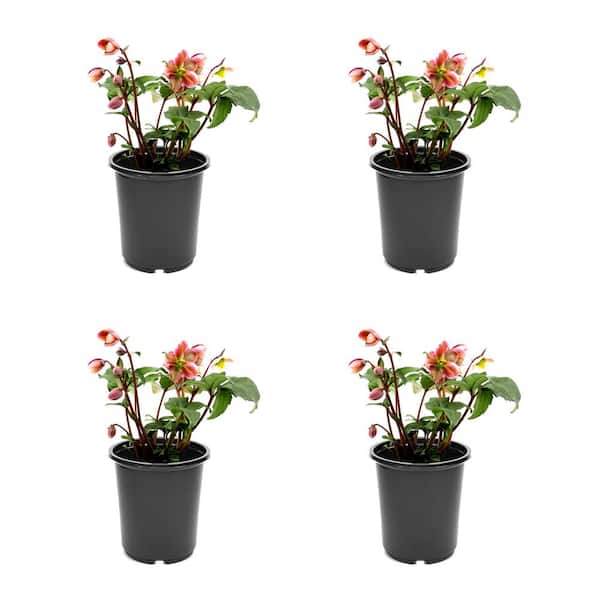 FROSTKISS 2.5 qt. Charmer Hellebore Perennial Plant with Dark Pink ...