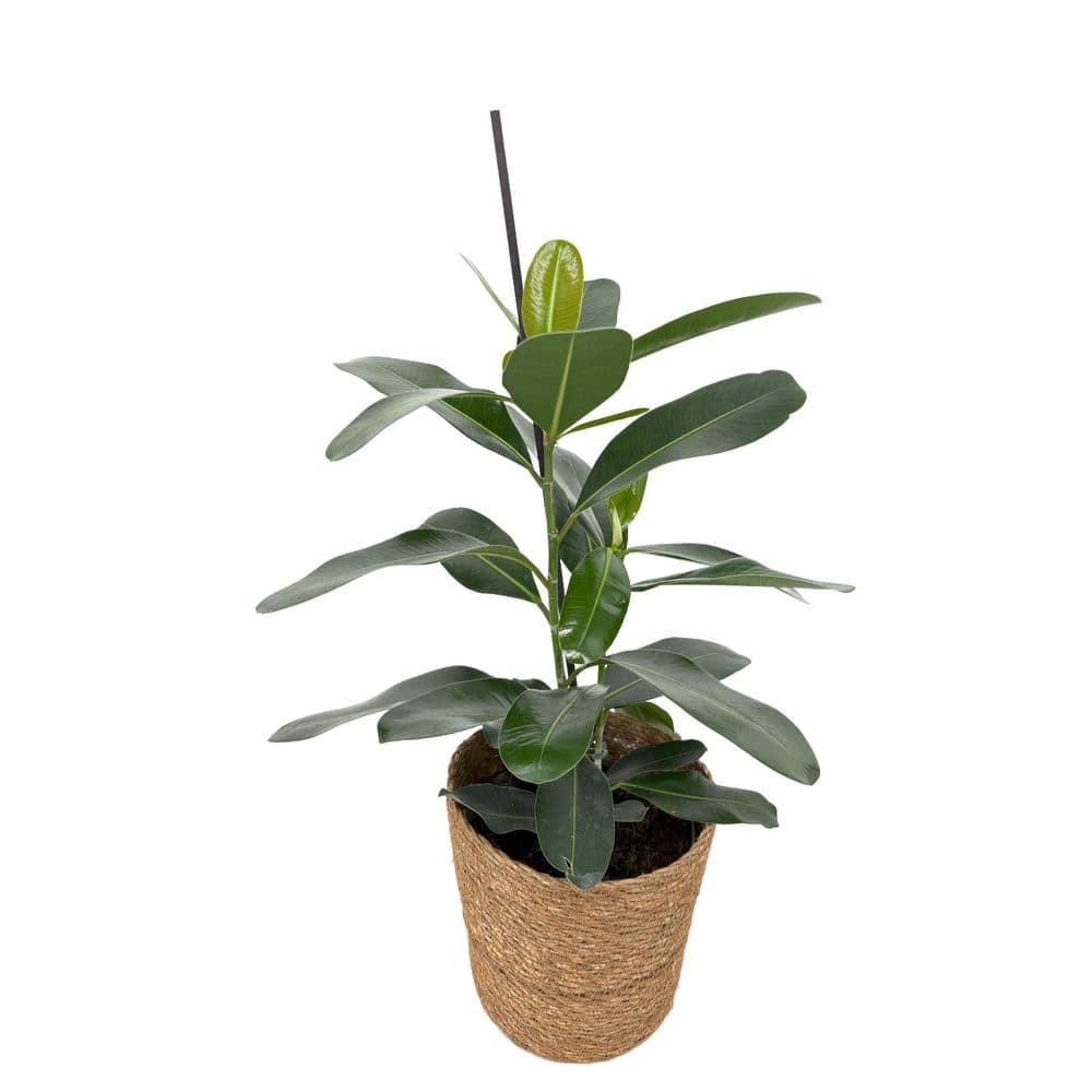 LEAFJOY Ficus Chandelier Celebrate Indoor Plant in 7 in. Wicker Jute ...