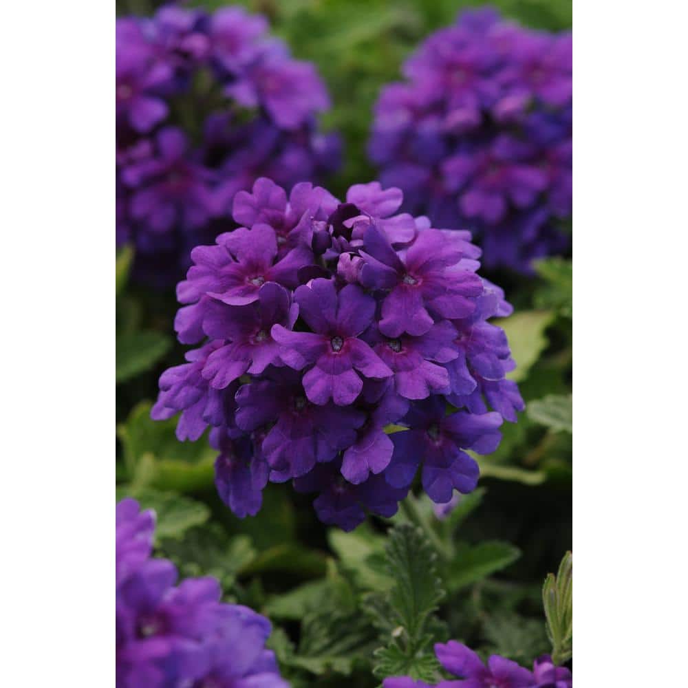 national PLANT NETWORK 2.5 Qt. EnduraScape Dark Purple Verbena Plant with Purple Blooms HD1318 ...