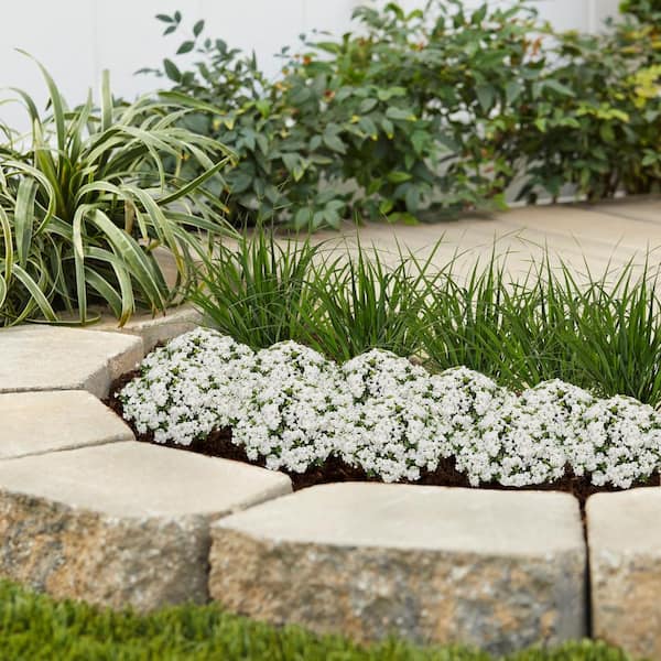 White Creeping Phlox