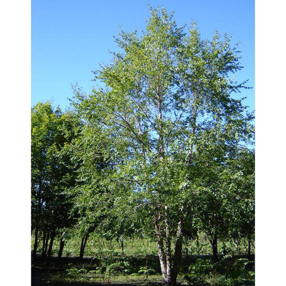 DIRECT GARDENING 3 Gal. Pot, Heritage Clump River Birch Starter Shade ...