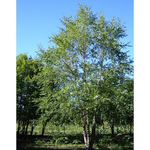 Dura Heat River Birch Multi-Trunk Shade Tree BIRDHT05G - The Home Depot