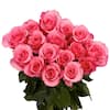 Globalrose Fresh Dark Pink Color Roses (100 Stems) orlando-medium-100 ...